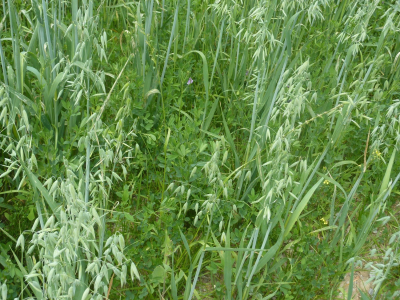 Setev lucerne - prilagajanje na podnebne spremembe | KGZ Celje