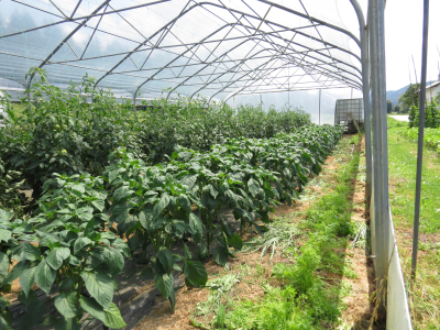 Kolobar pri zelenjadnicah v rastlinjaku | KGZ Celje