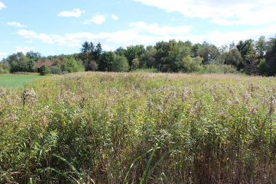 INVAZIVNE TUJERODNE RASTLINE | KGZ Celje